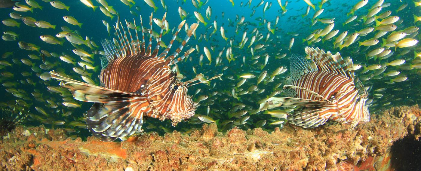 lionfish-invasion - Grills Seafood Deck & Tiki Bar